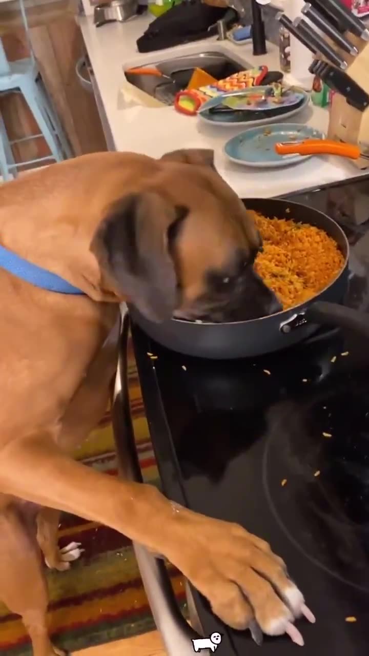 Greedy Dogs