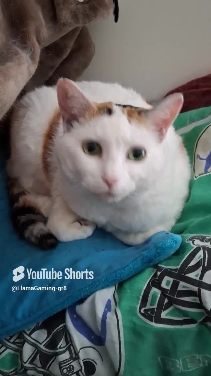 Update On Molly #cat #cute #catlover #pets