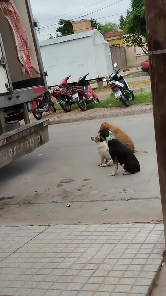 Hungry Dogs Stare At Hanging Pig Carcass
