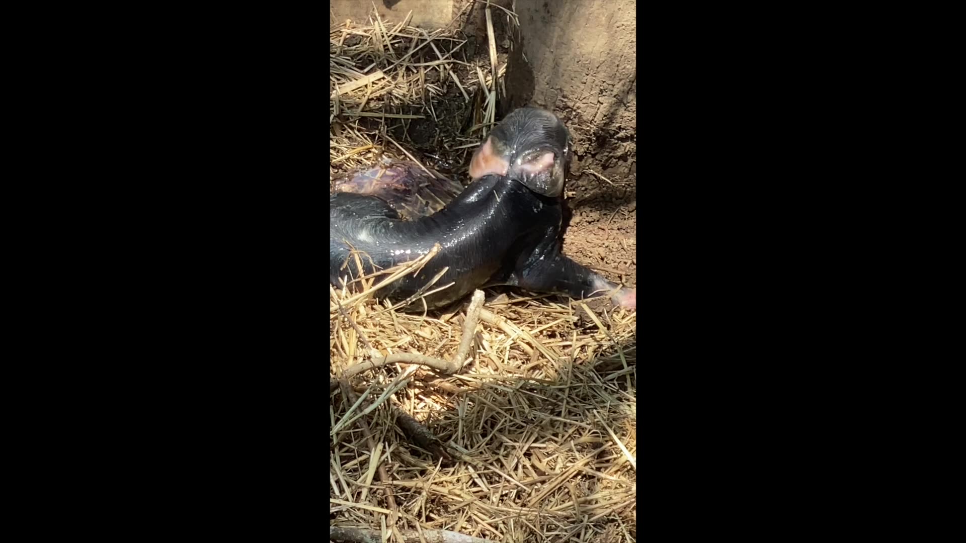 SADDLEBACK PIGLETS BEING BORN || WARNING || CONTAINS FOOTAGE OF ...