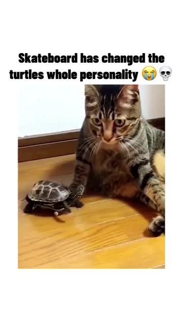 silly ahh turtle #lol #funny #bruh #funnymemes #meme #memes #turtle # ...