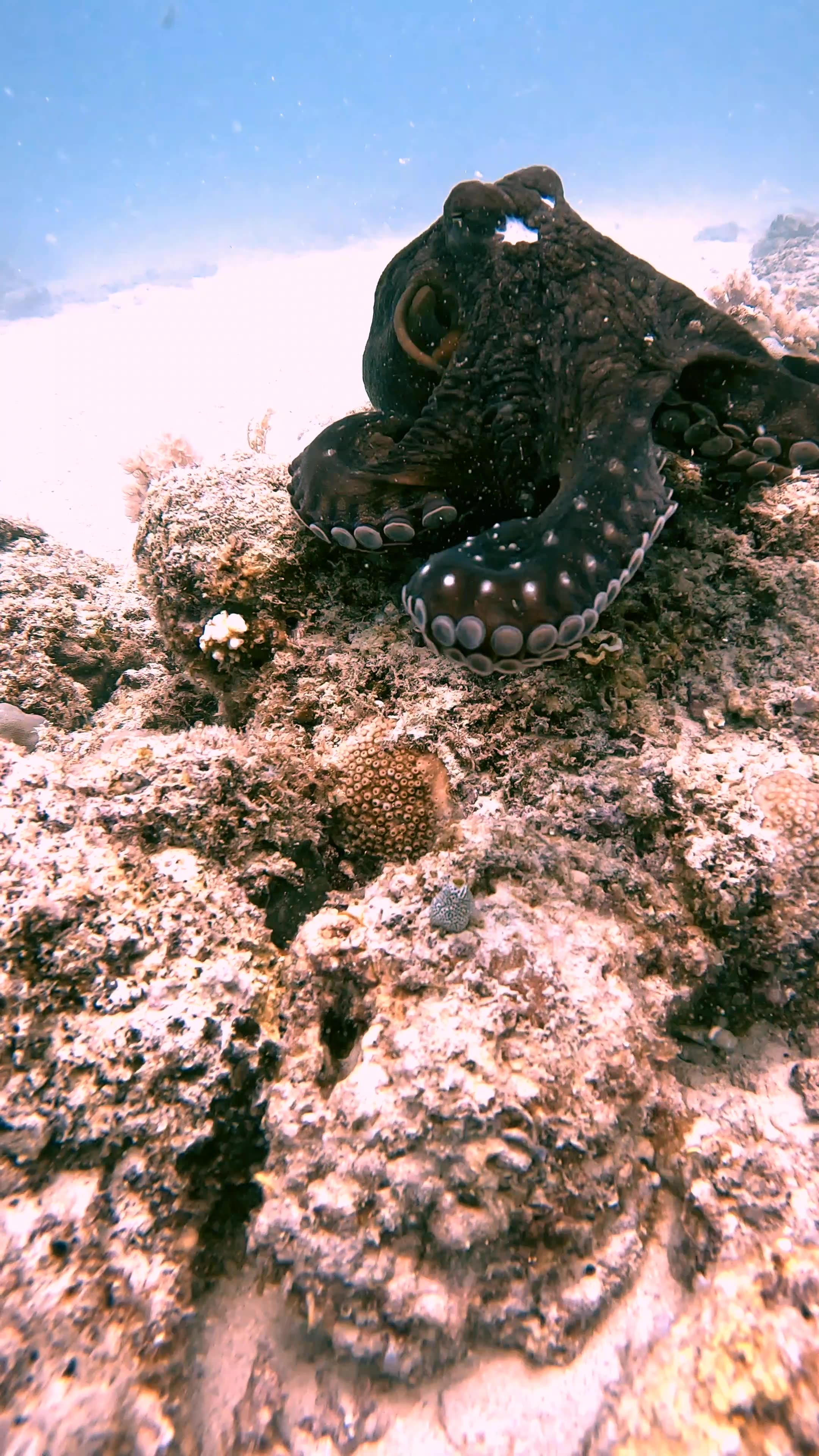 Diver Playing With Octopus
