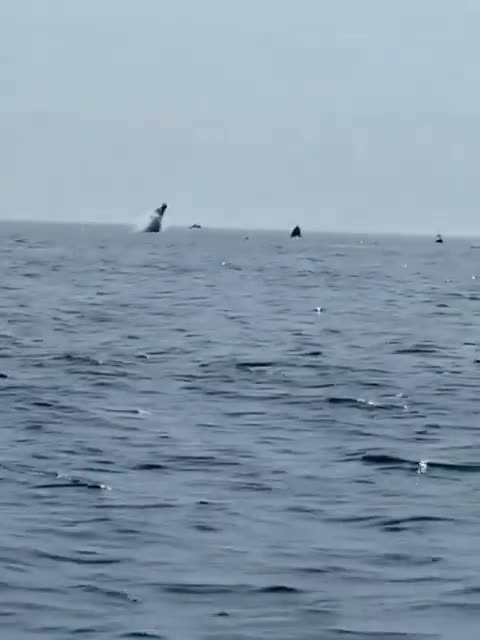 Three humpback whales jumped off the water off Cape Cod at the same time