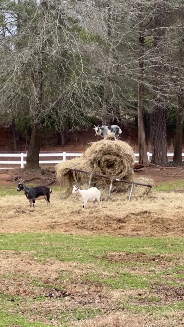 Hay Gives you wings!!!