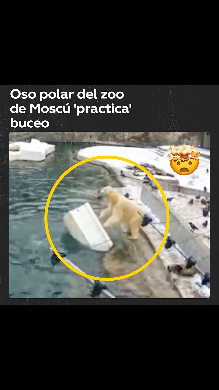 Oso polar sorprende ‘buceando’ en el zoológico de Moscú