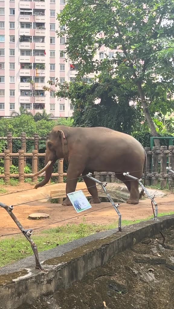 Vietnam zoo (Part 5) - Jumping Elephant