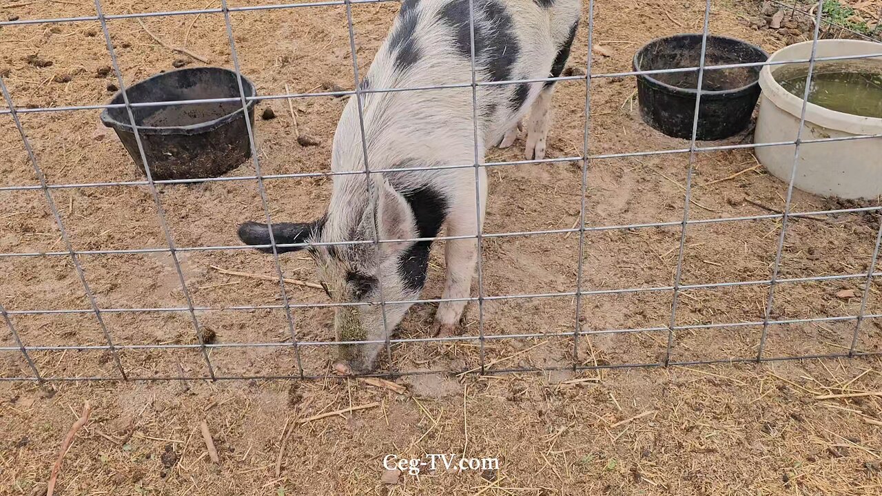 Graham Family Farm NW: 8:15 AM October 11 2025