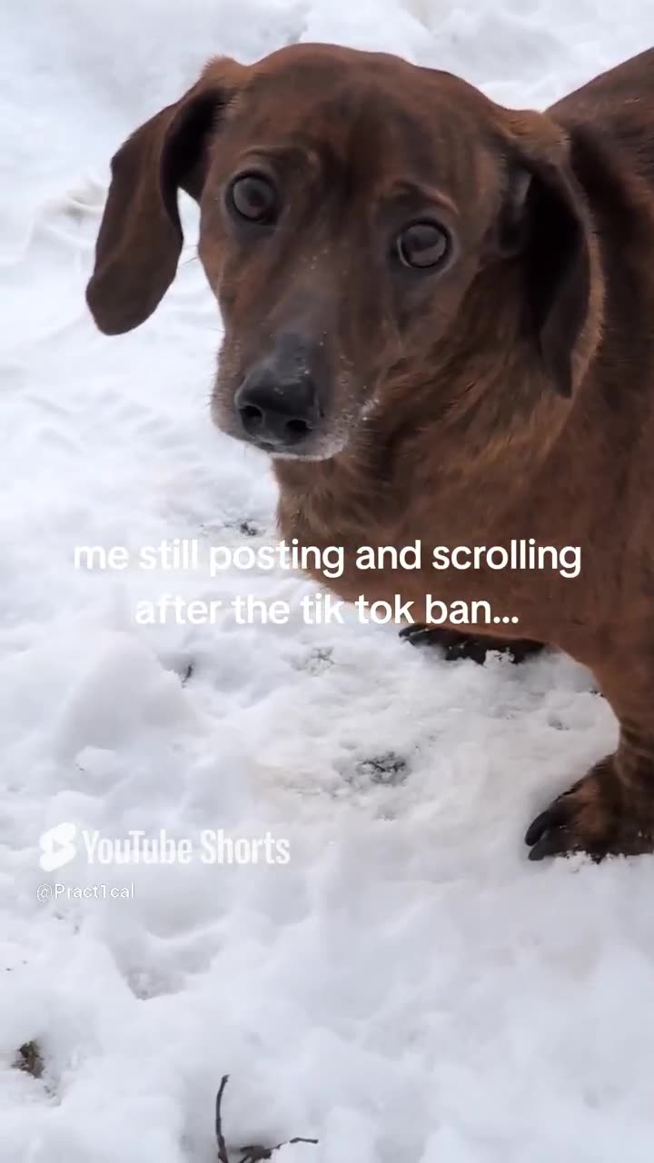 Doom scroller.. #dachshund #viralshort #dog