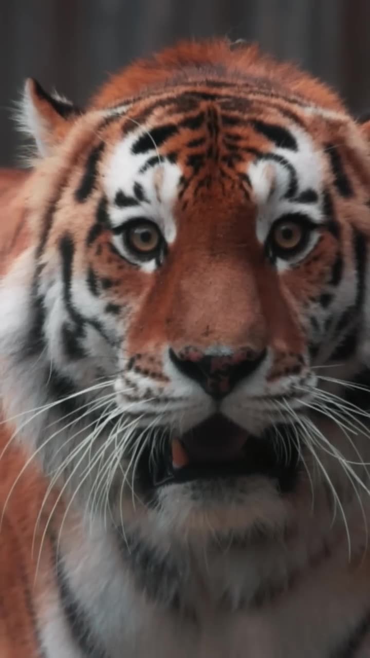 Why Are Wild Cats The Most Powerful Land Predators