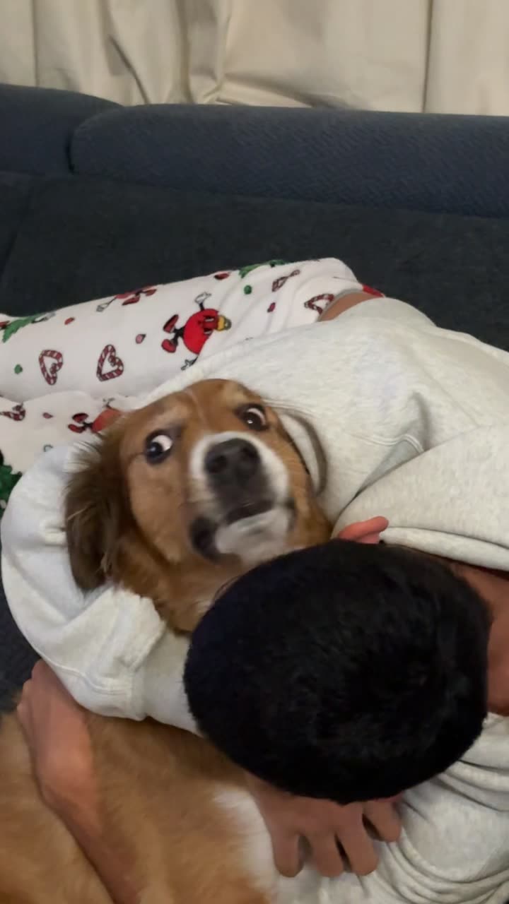 Doggo is Unsure About Hugs