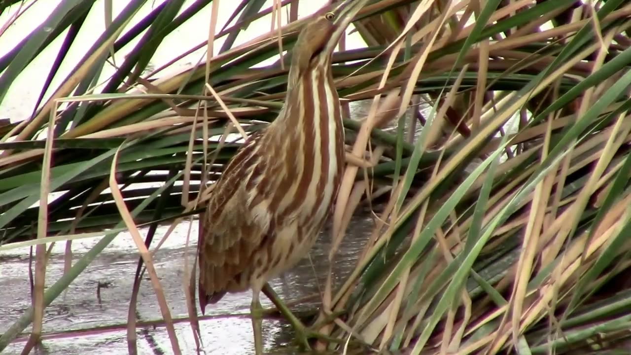 The American Bittern - Impressive Camo