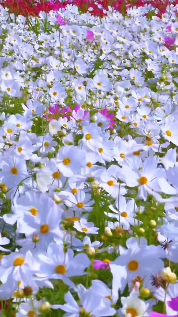 Tama flowers are very beautiful like heaven on earth