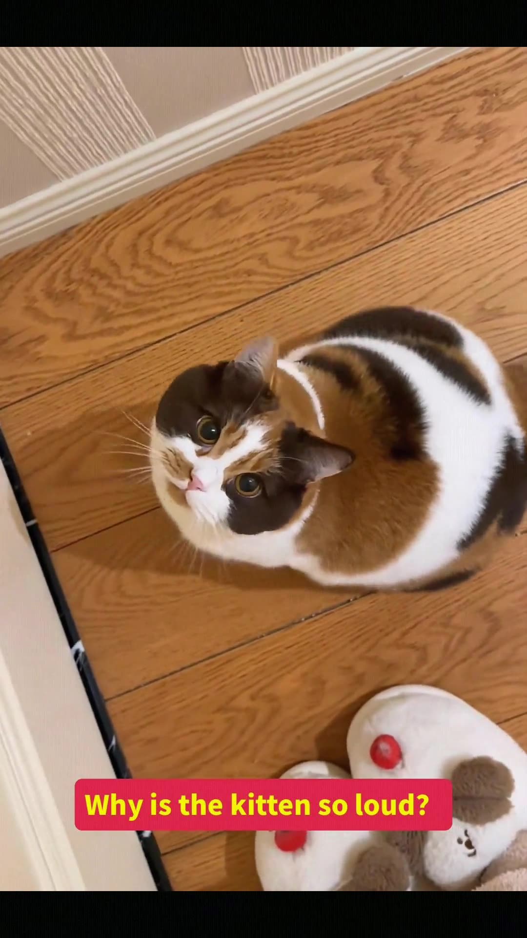 Why is the kitten so loud？