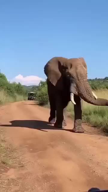 Hilarious Elephant Moments – Funniest Animal Short!😂