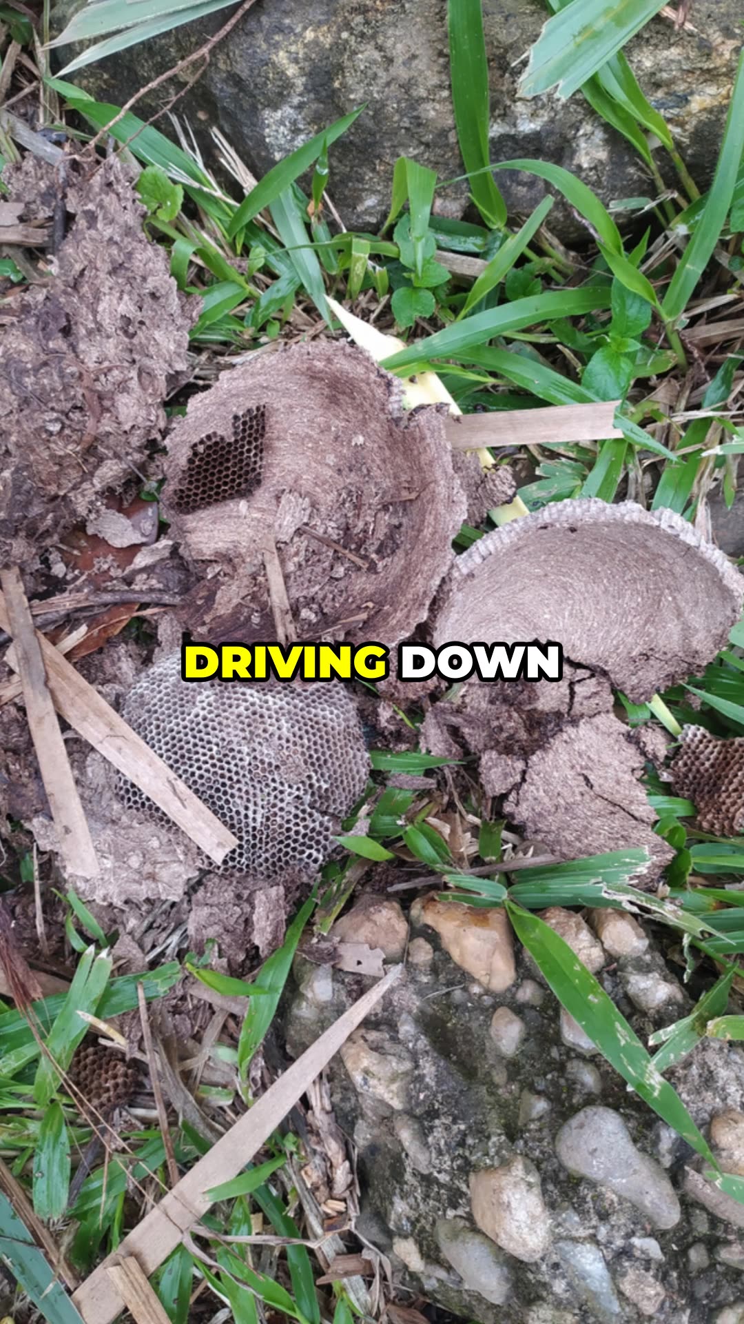 Buzzing Harmony: The Hidden Science of Bee Vibrations and Pollination