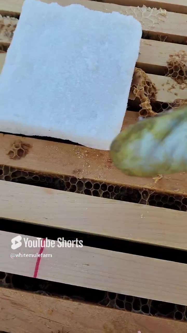 First attempt at making sugar bricks for my bees! #bees #shorts