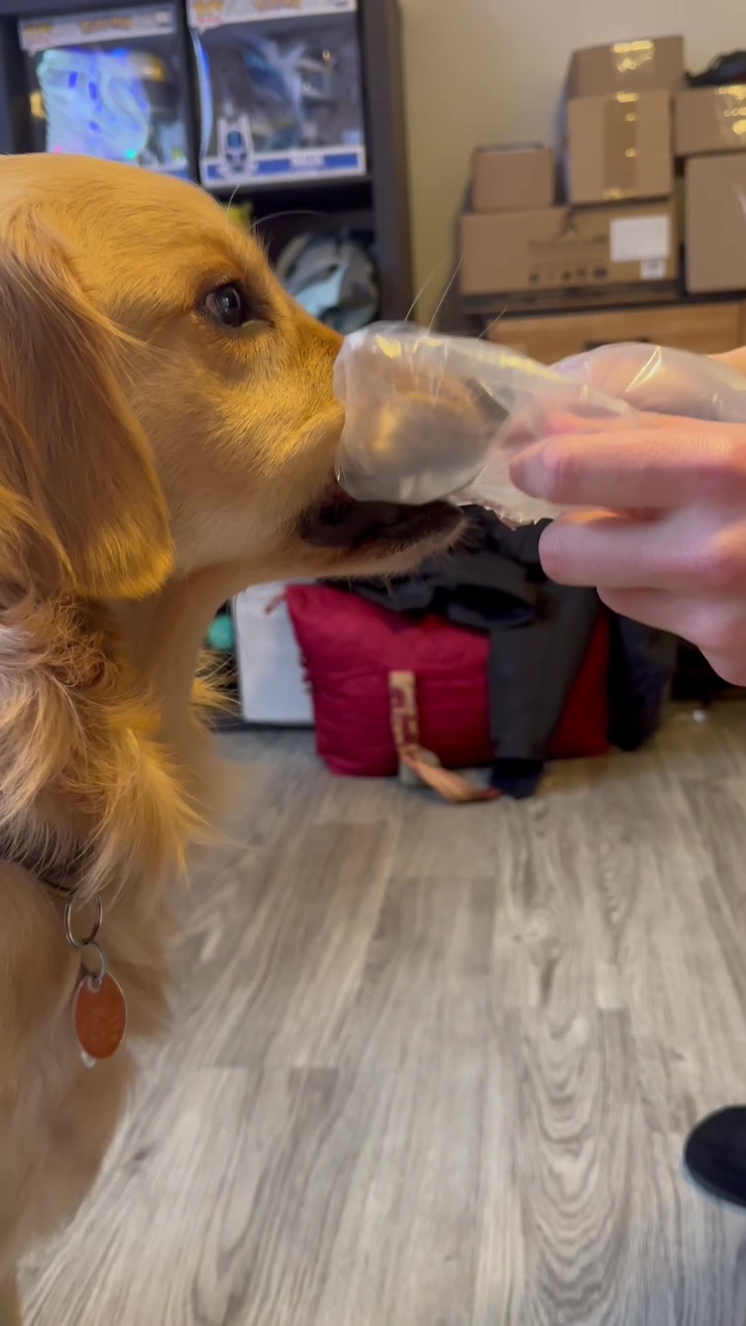 Golden Retriever Bites Into Balloon
