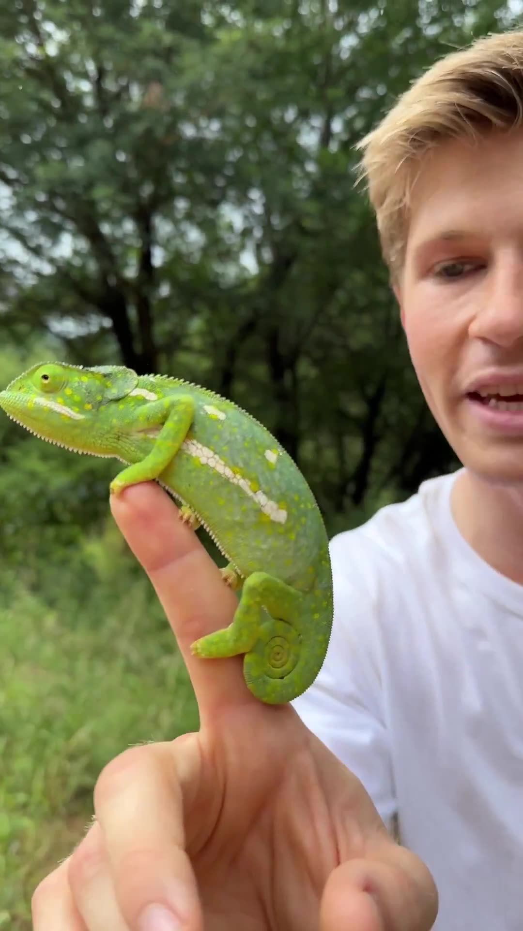 Robert Irwin, Steve Irwin's son, helping out a Chameleon cross the road