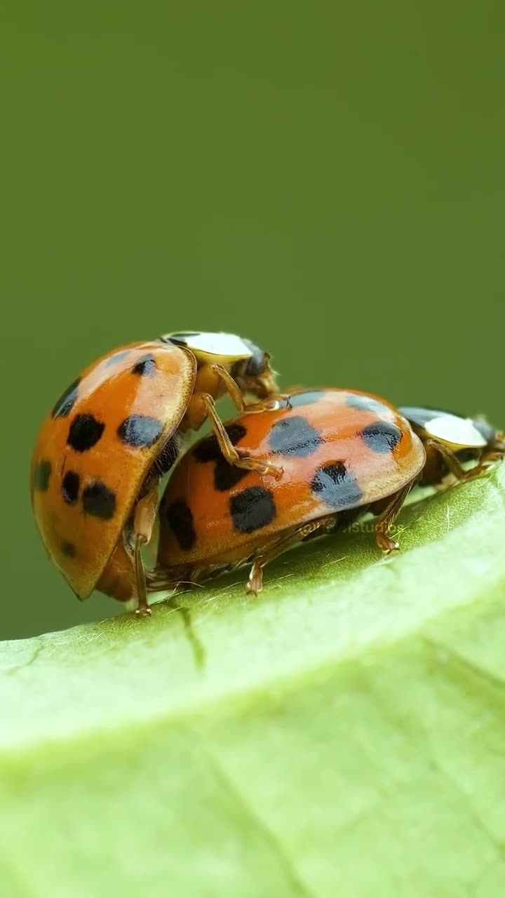 Ladybug Couple Engage In Sex