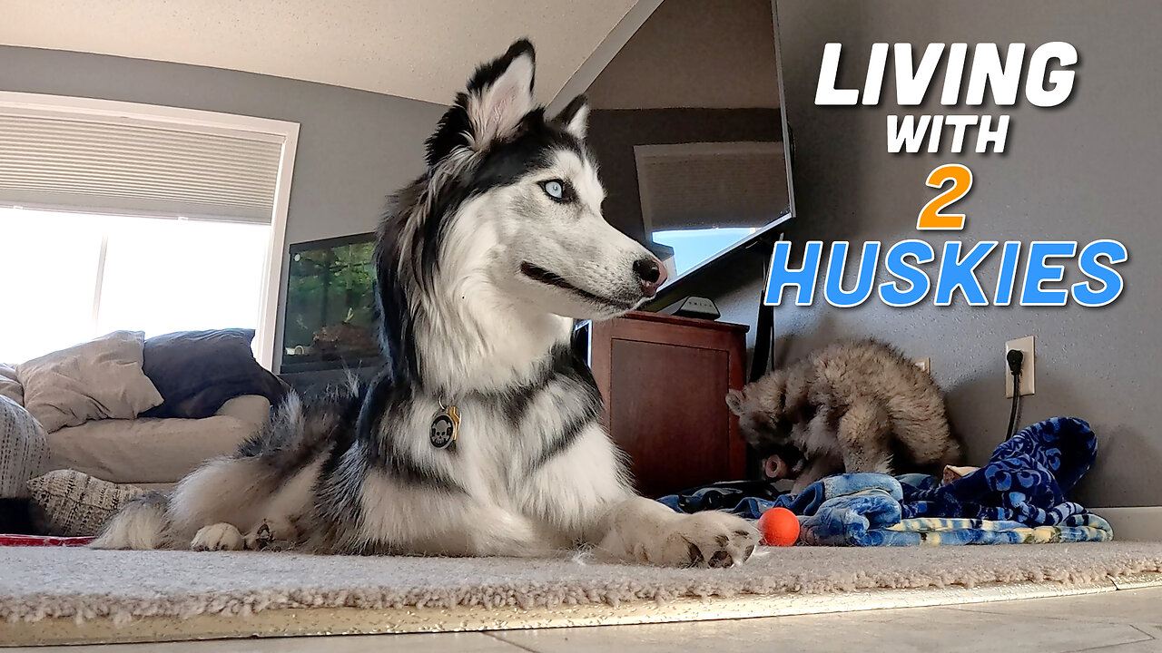 Life with 2 Huskies! Daily Chaos, Husky Zoomies & Funny Puppy Payback ...