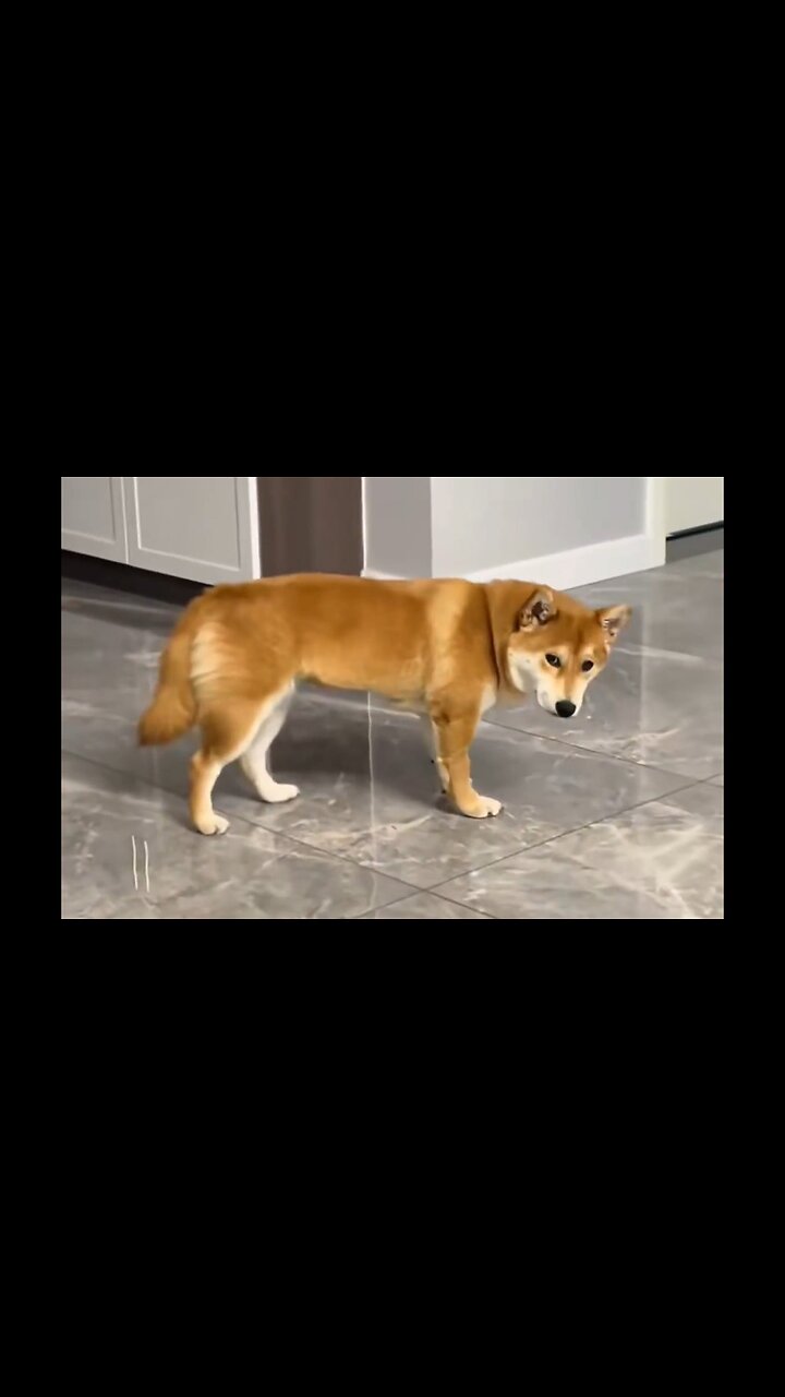 Dog Snoring Compilation That Looks Like It's Right Out Of The Cartoons