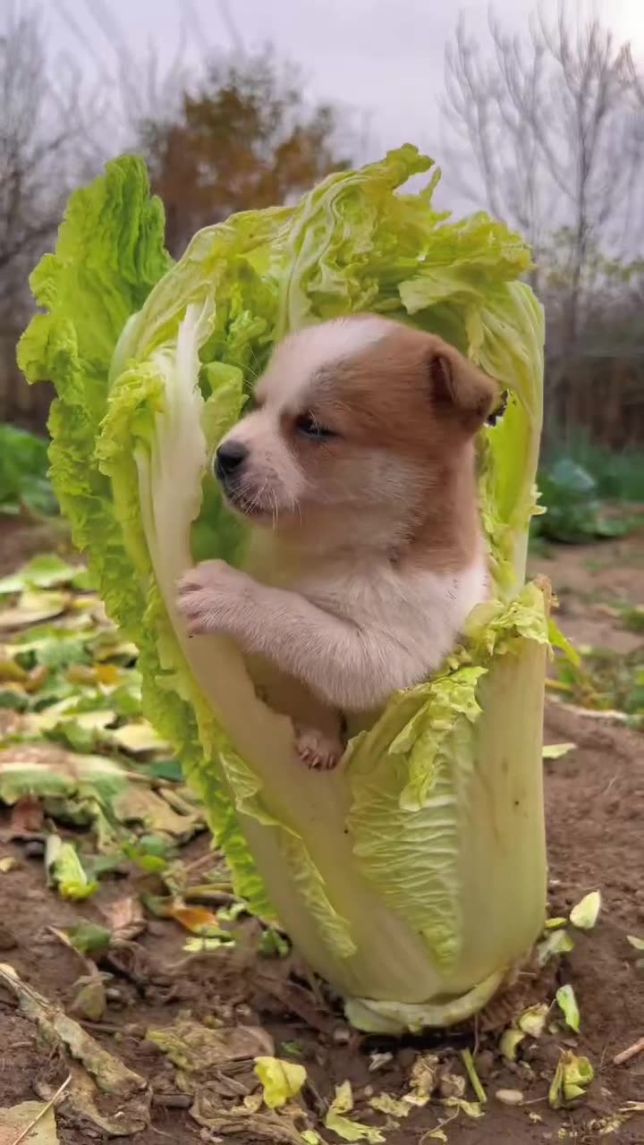 "The dog in the cabbage; the cabbage-eating veggie dog."