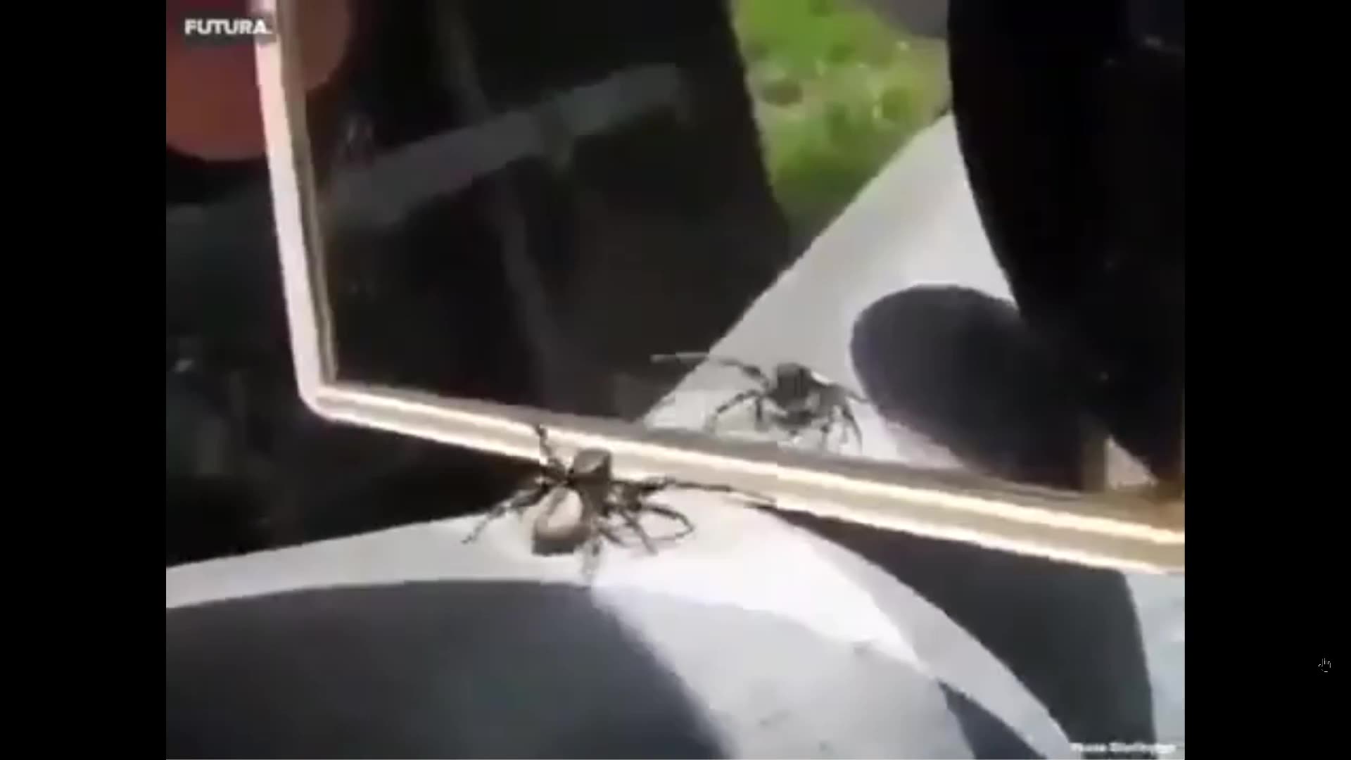 Interesting huh! A spider's reaction when it sees itself infront of a ...