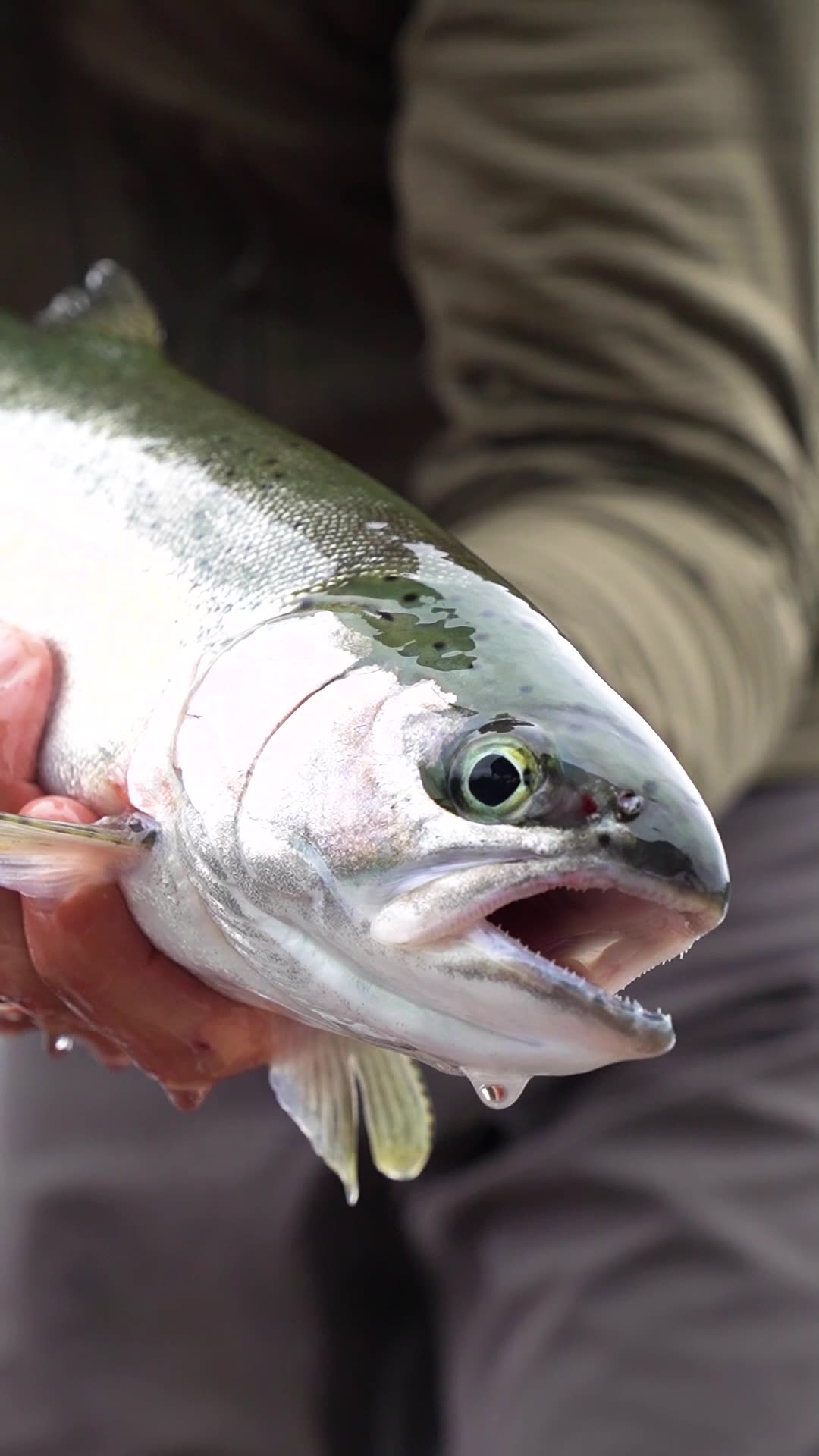 Fly Fishing Action