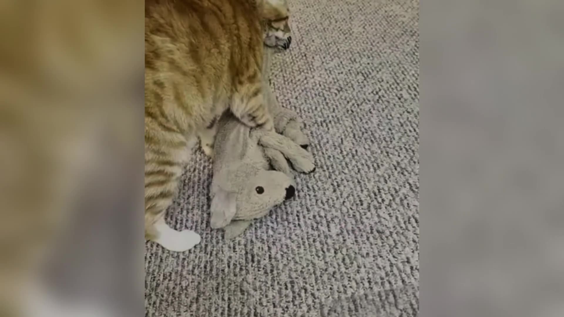 Funny Cats Compilations😂 try not to laugh impossible challenge - Kitty ...