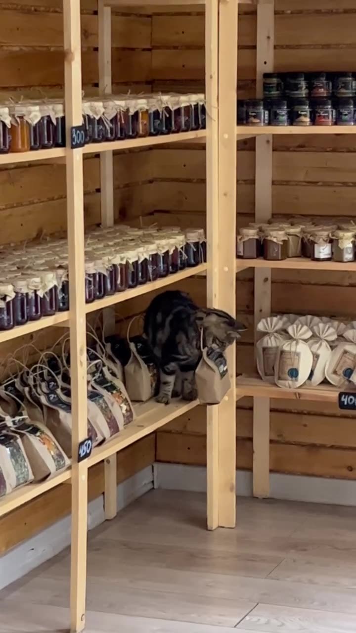 Cat Spilled the Tea Bag