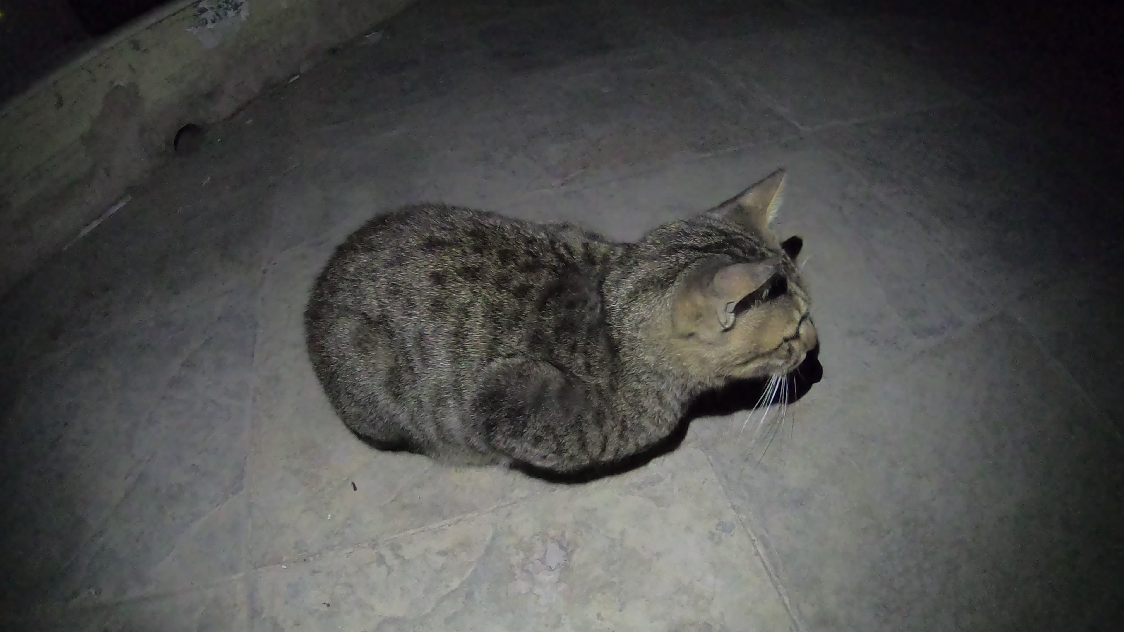 Homeless cats in Ras Al Khaimah, UAE: RIHANNA & CHRIS MARTIN & EMINEM #cat #cats #pets #straycat #4u