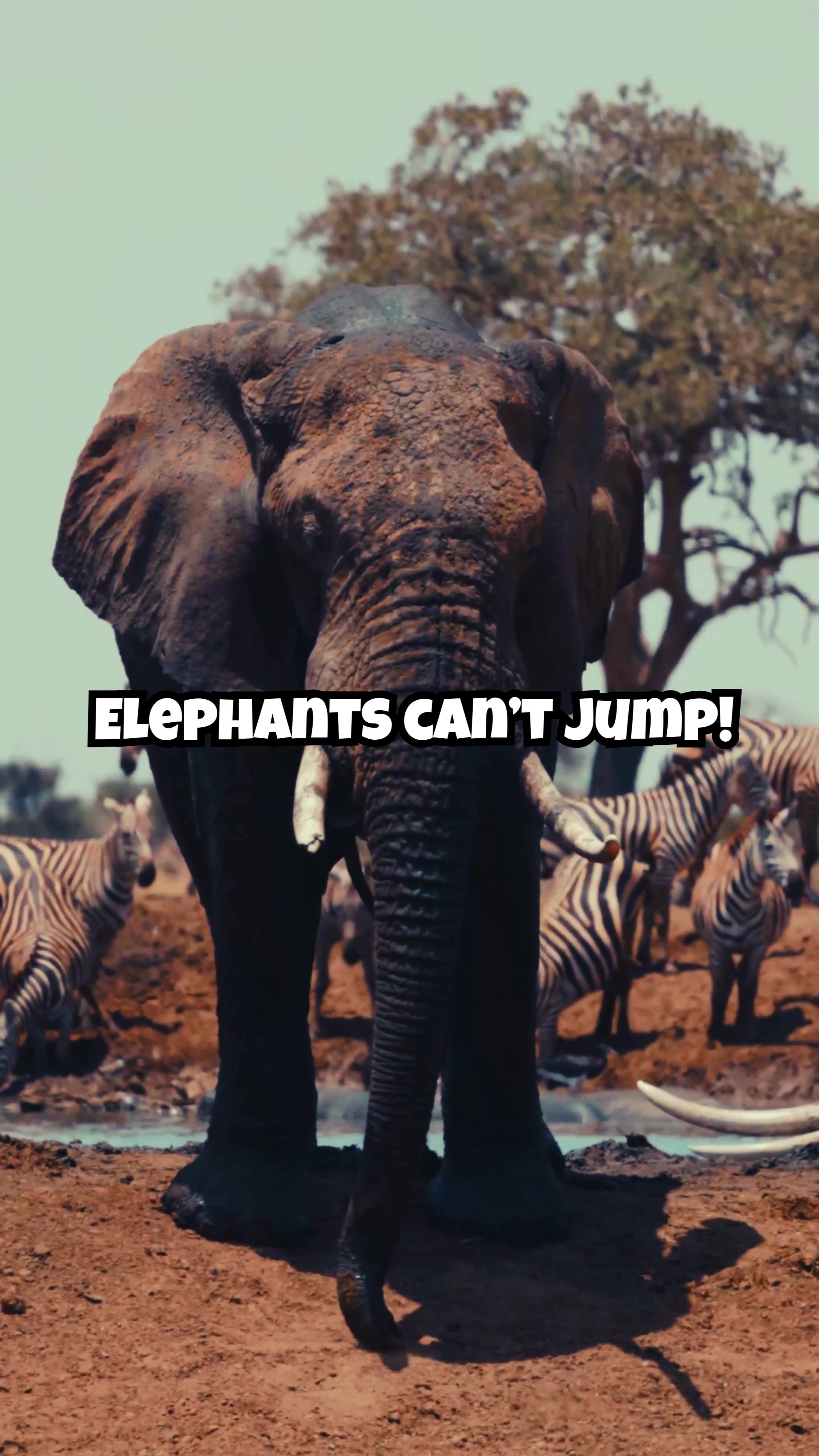 10 Mind-Blowing Animal Facts You Won't Believe! 🦁🐧 | Amazing Wildlife ...