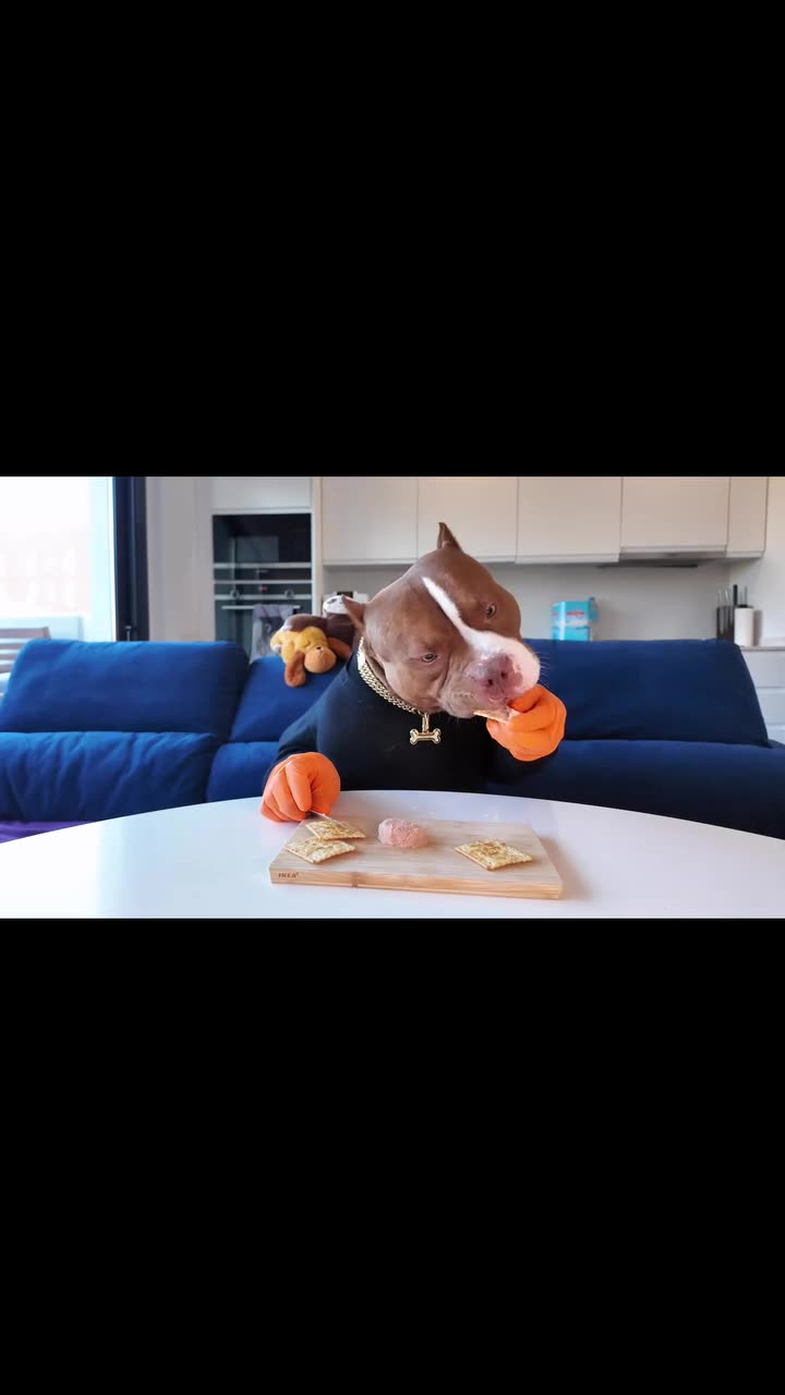 Viral🔥 funny🤣 dog