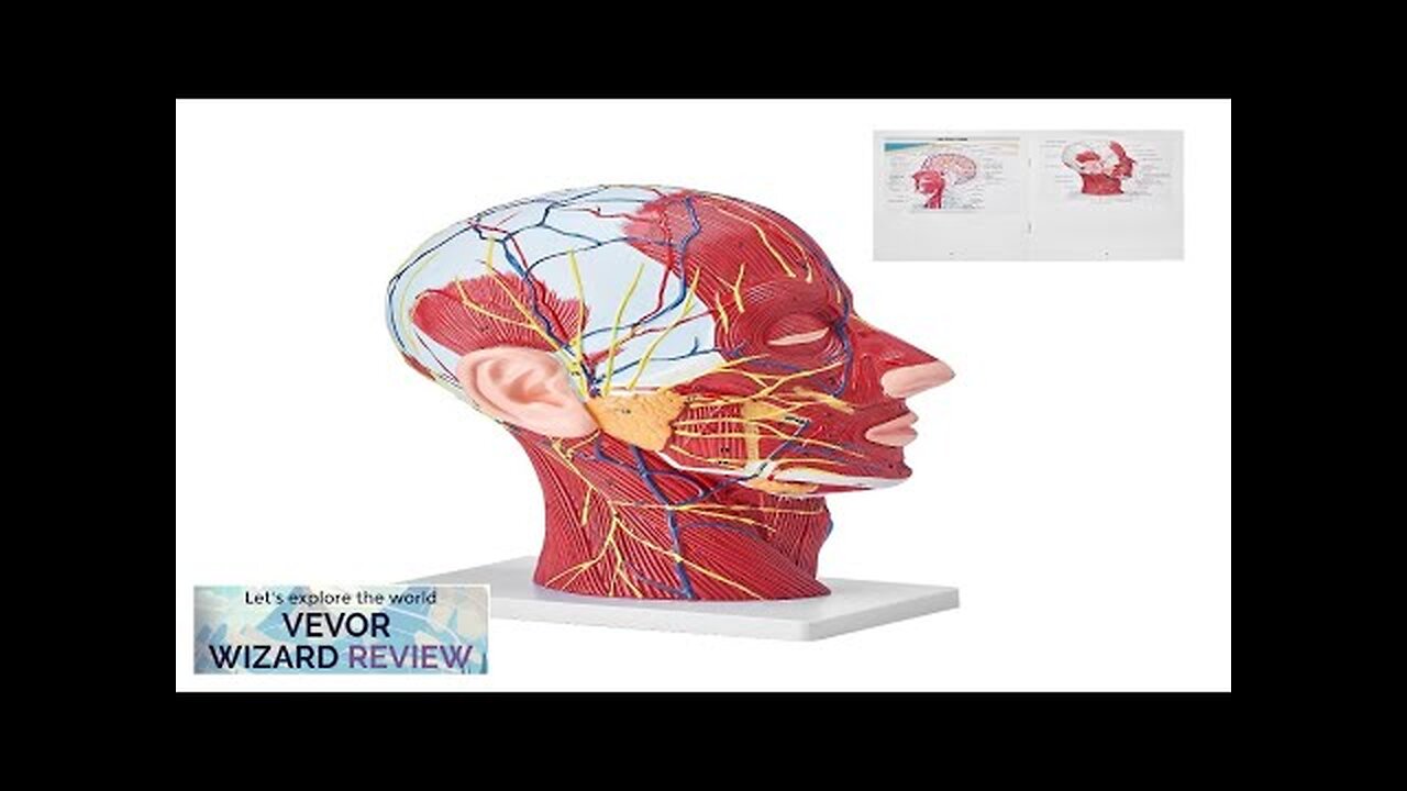VEVOR Human Half Head Superficial Neurovascular Model with Musculature ...