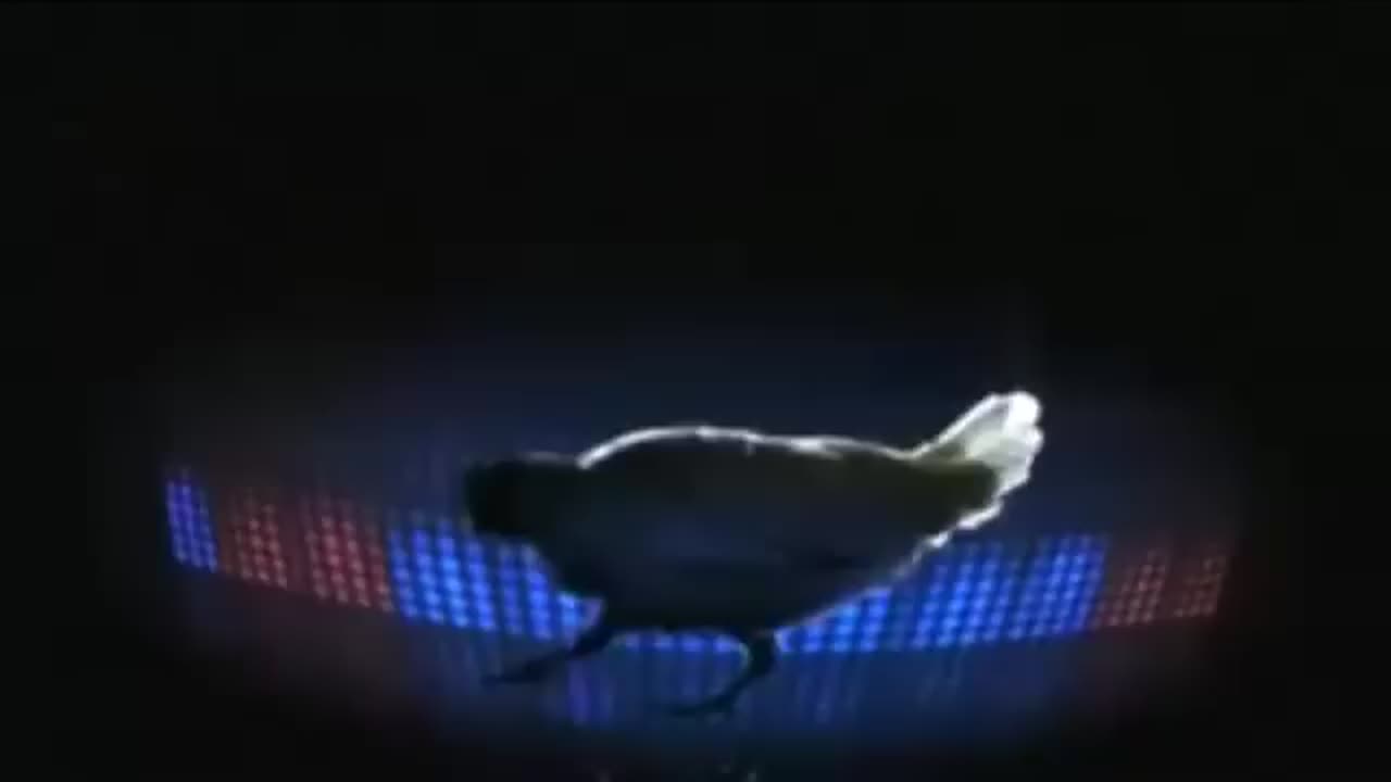 J.Geco - Chicken Song