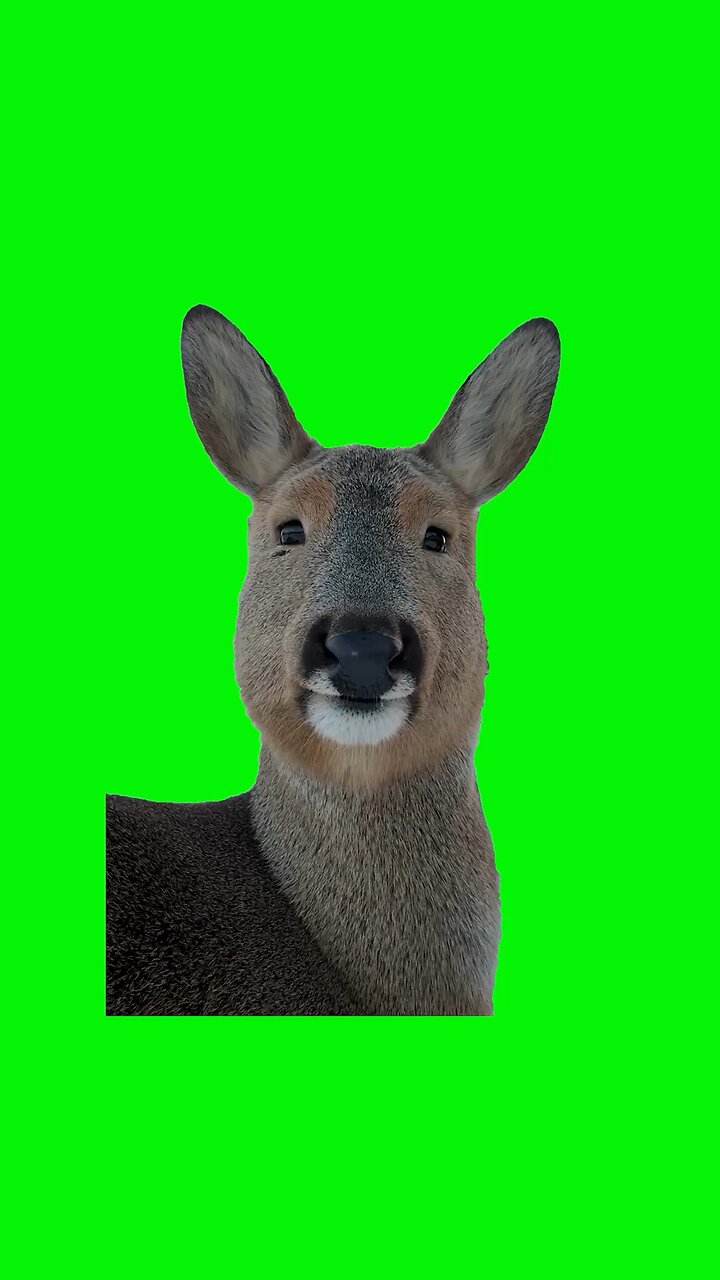 Chill Deer | Green Screen