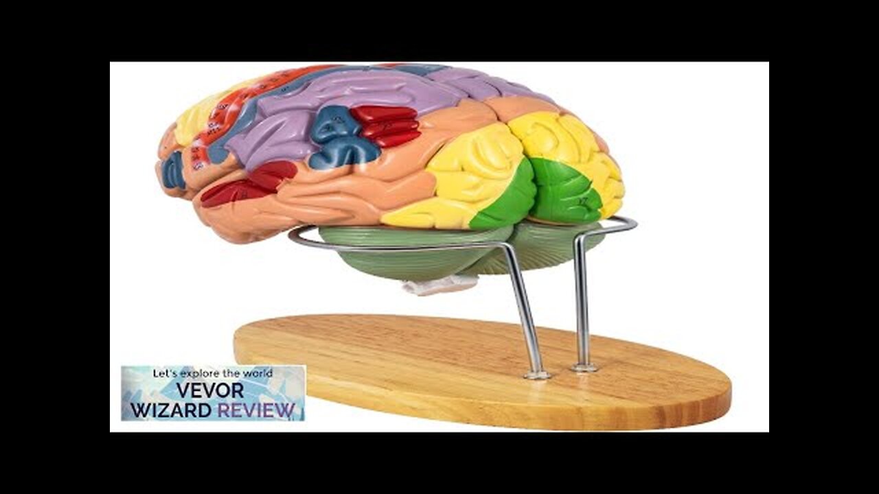 VEVOR Human Brain Model Anatomy 4-Part Model of Brain w/Labels ...
