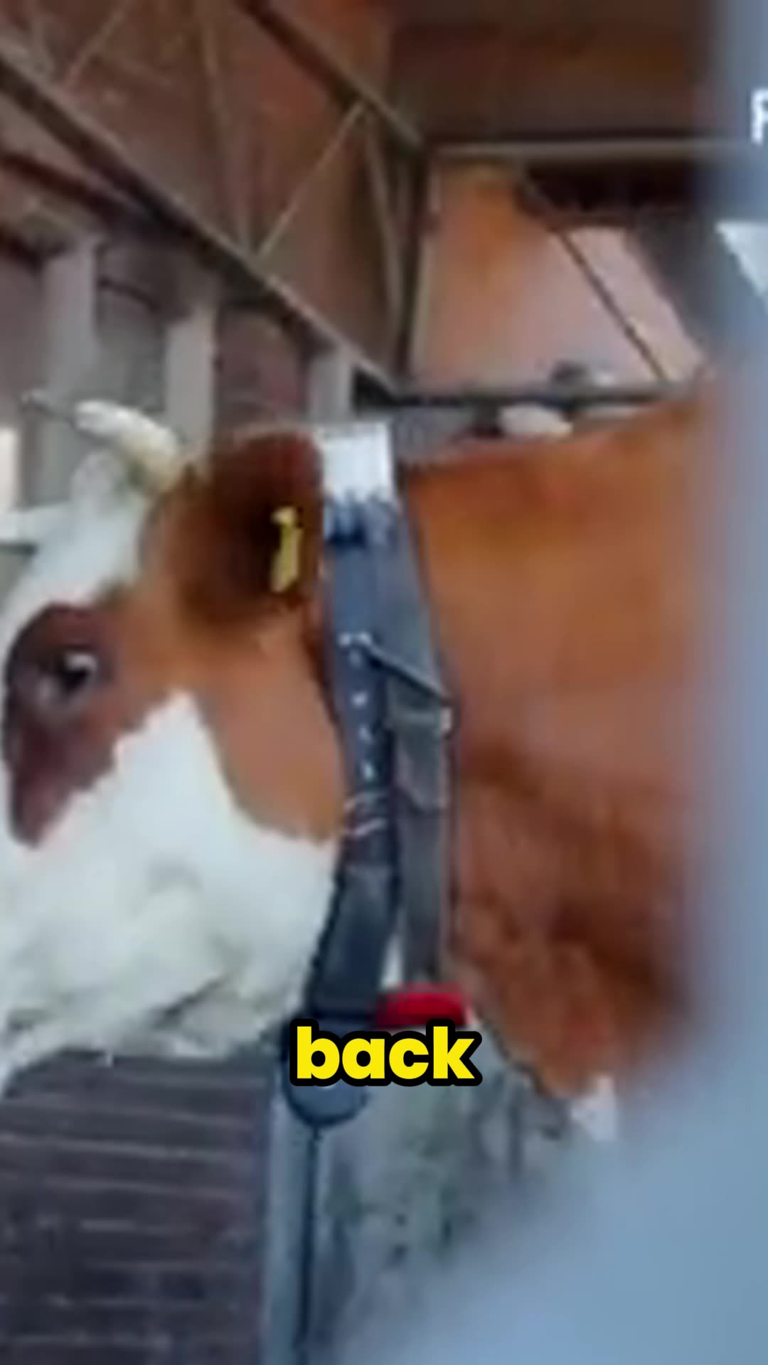 Bovine Secrets Unveiled: How Cows Talk to Each Other!