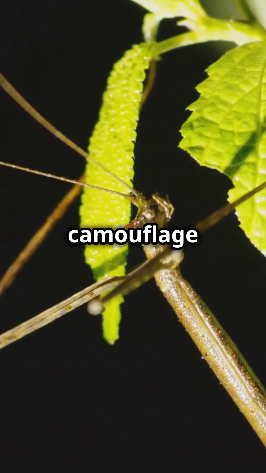 👻🦗🪵🎨🍂 The Ghost Stick Insect – Nature’s Invisible Twig! 🌿