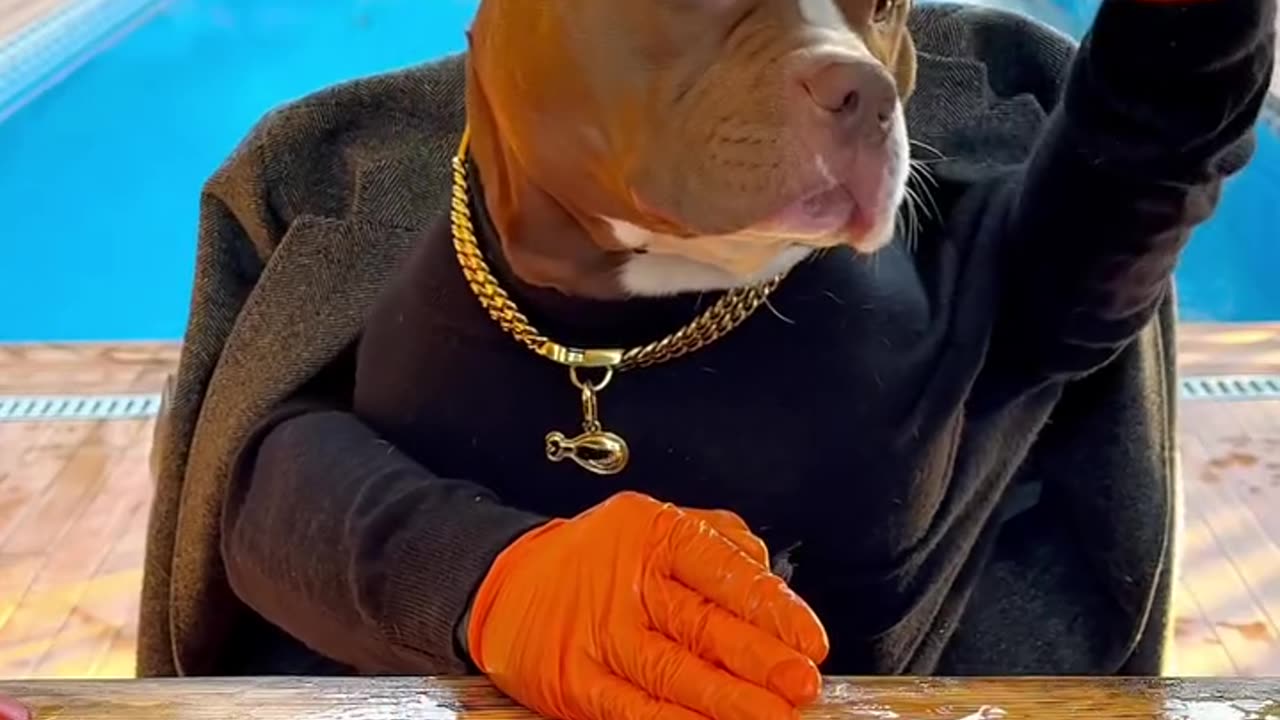 Viral🔥🔥 funny🤣 dog