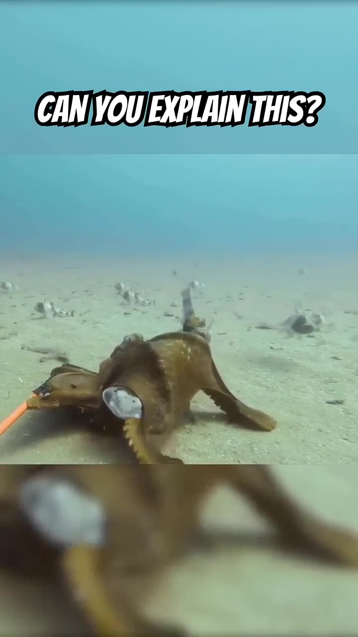 Octopus & Shark Fighting
