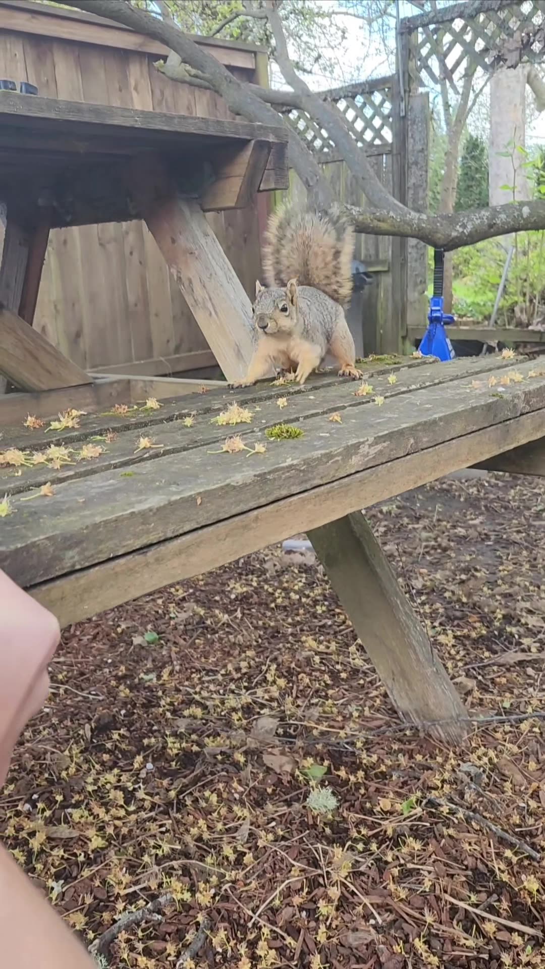 Squirrel Bites Ep 4 FEED THE ANIMALS