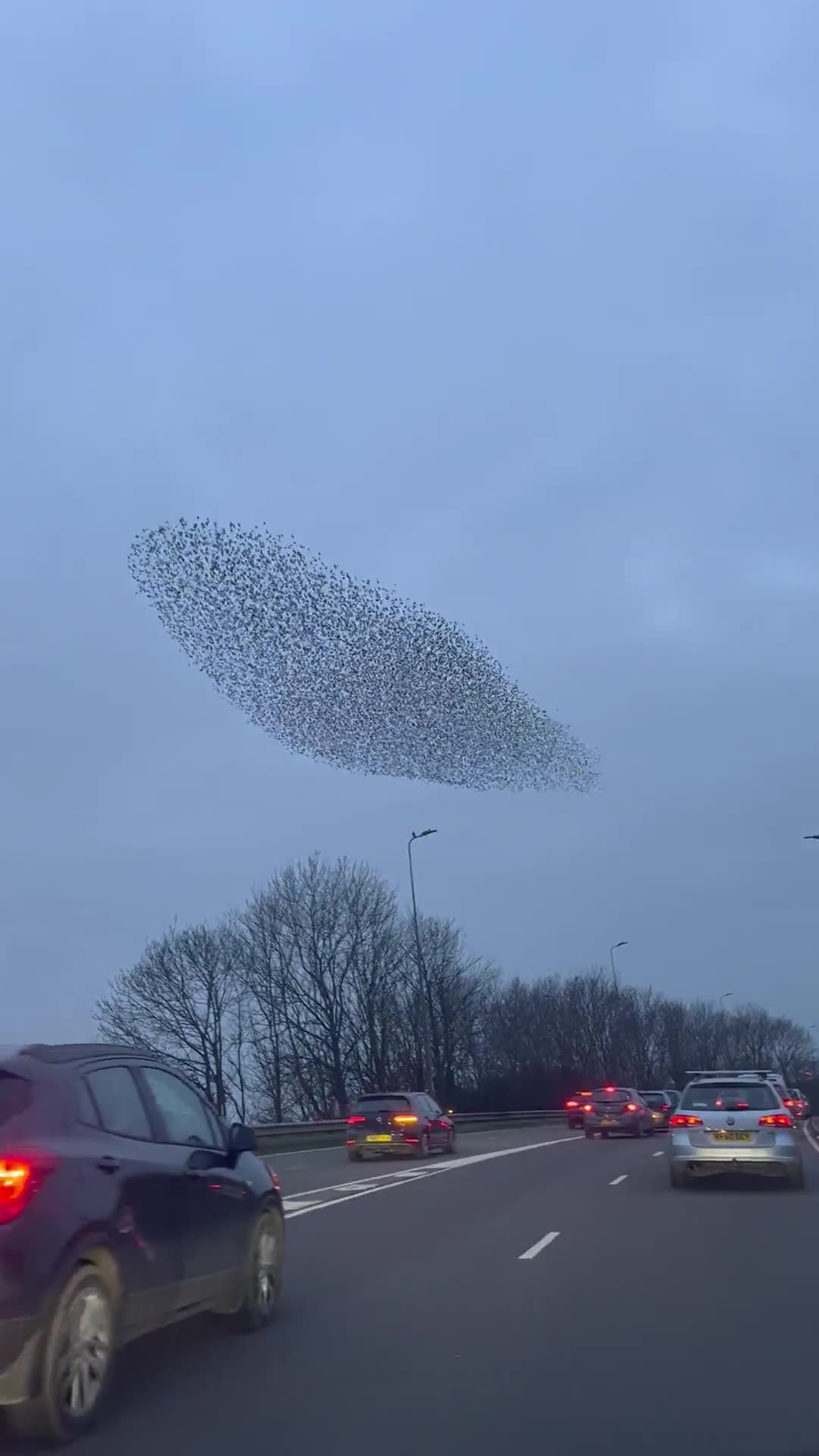Mesmerizing Starling Murmuration