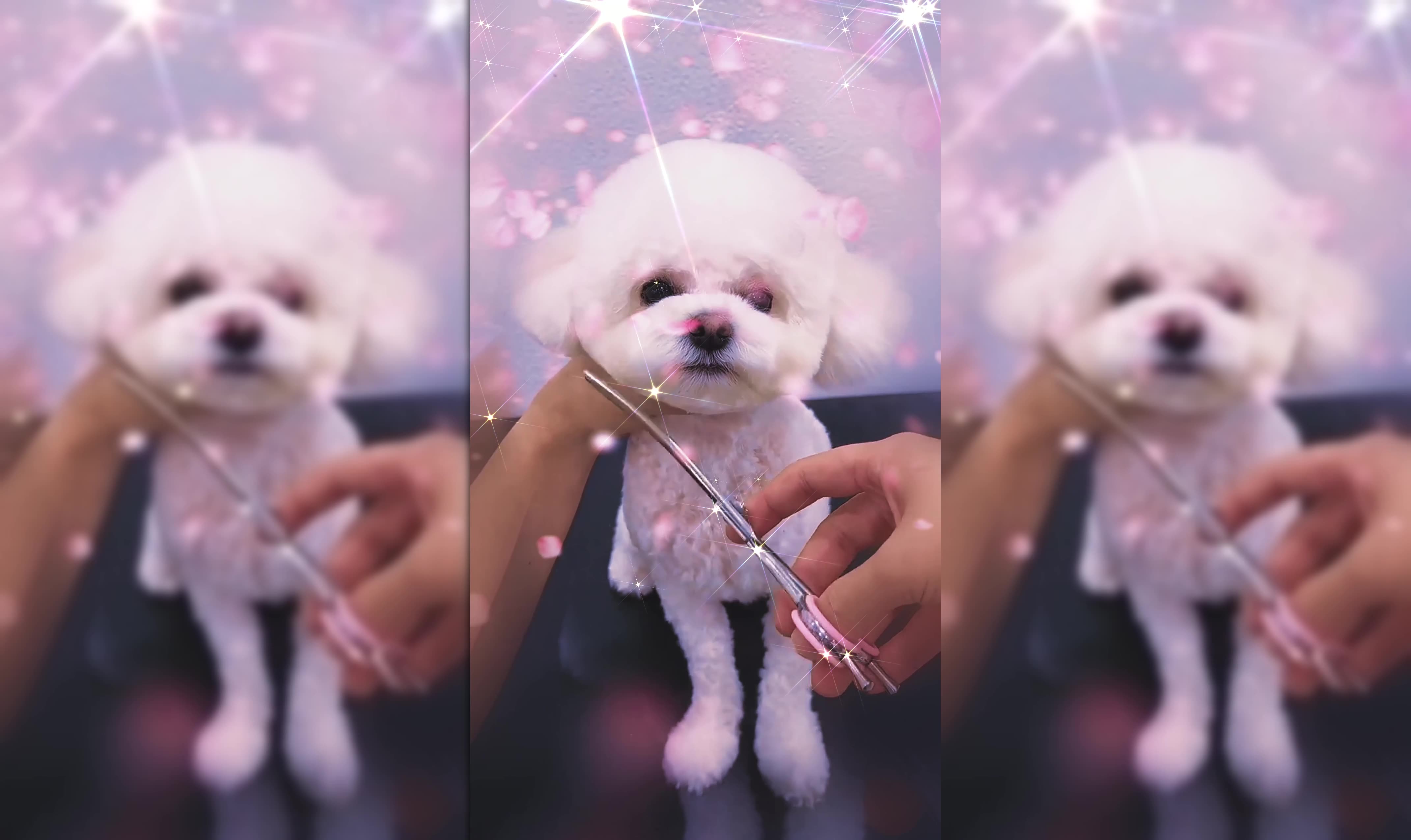 Adorable Puppy Gets a Makeover