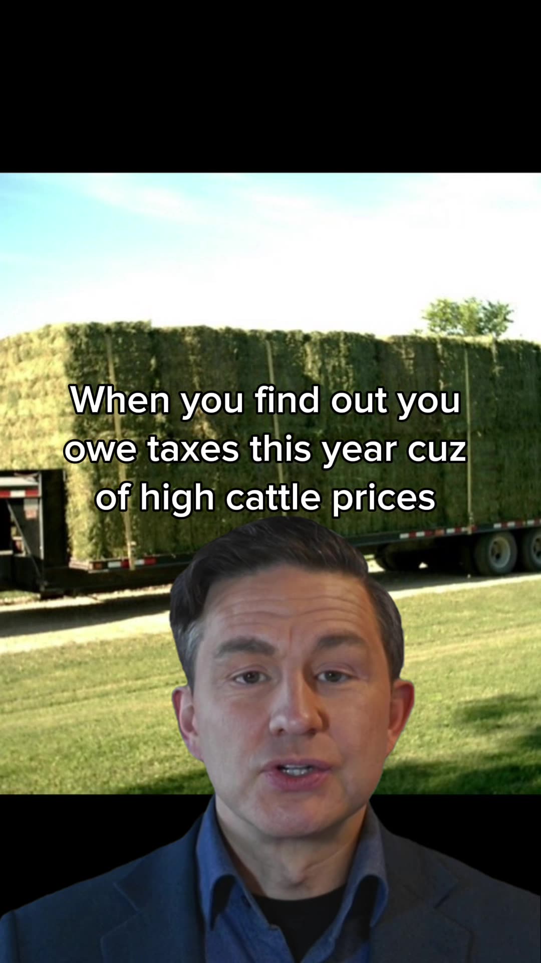 Cattle meme