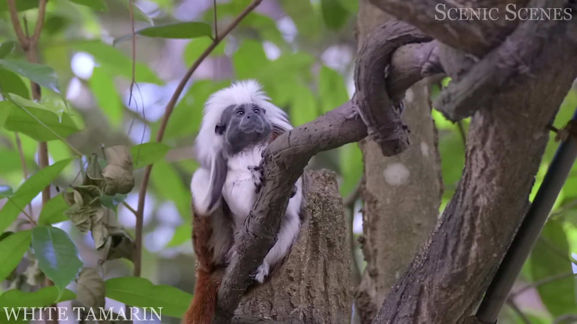 _Animals_That_Call_The_Jungle_Home___Amazon_Rainforest__Scenic ...
