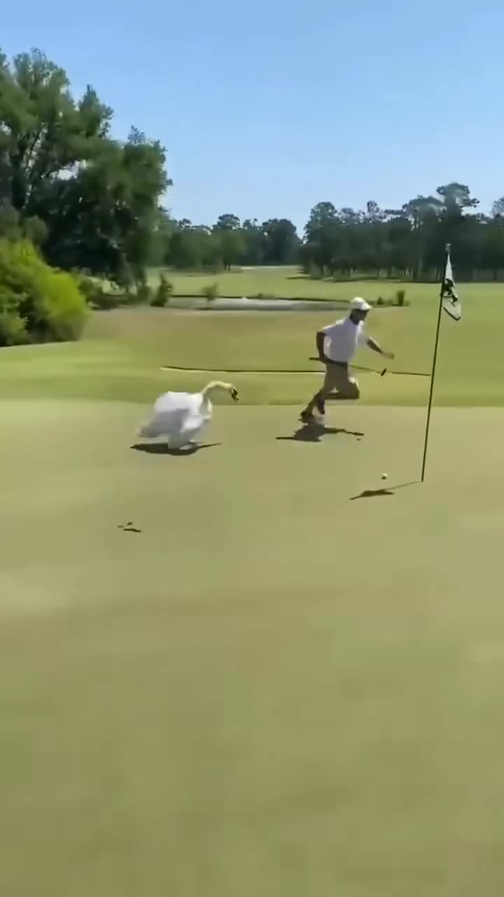 How did the swan chase away the golfer