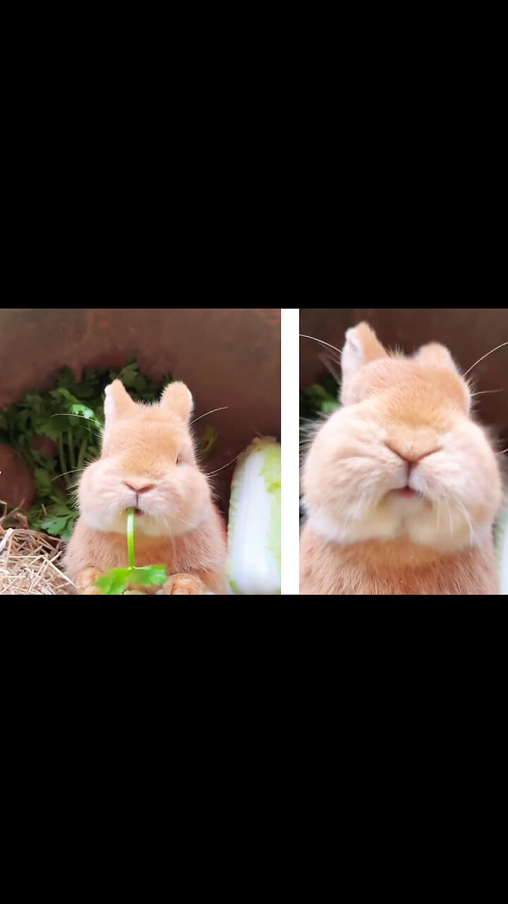 Cute big-faced rabbit who loves to eat vegetables
