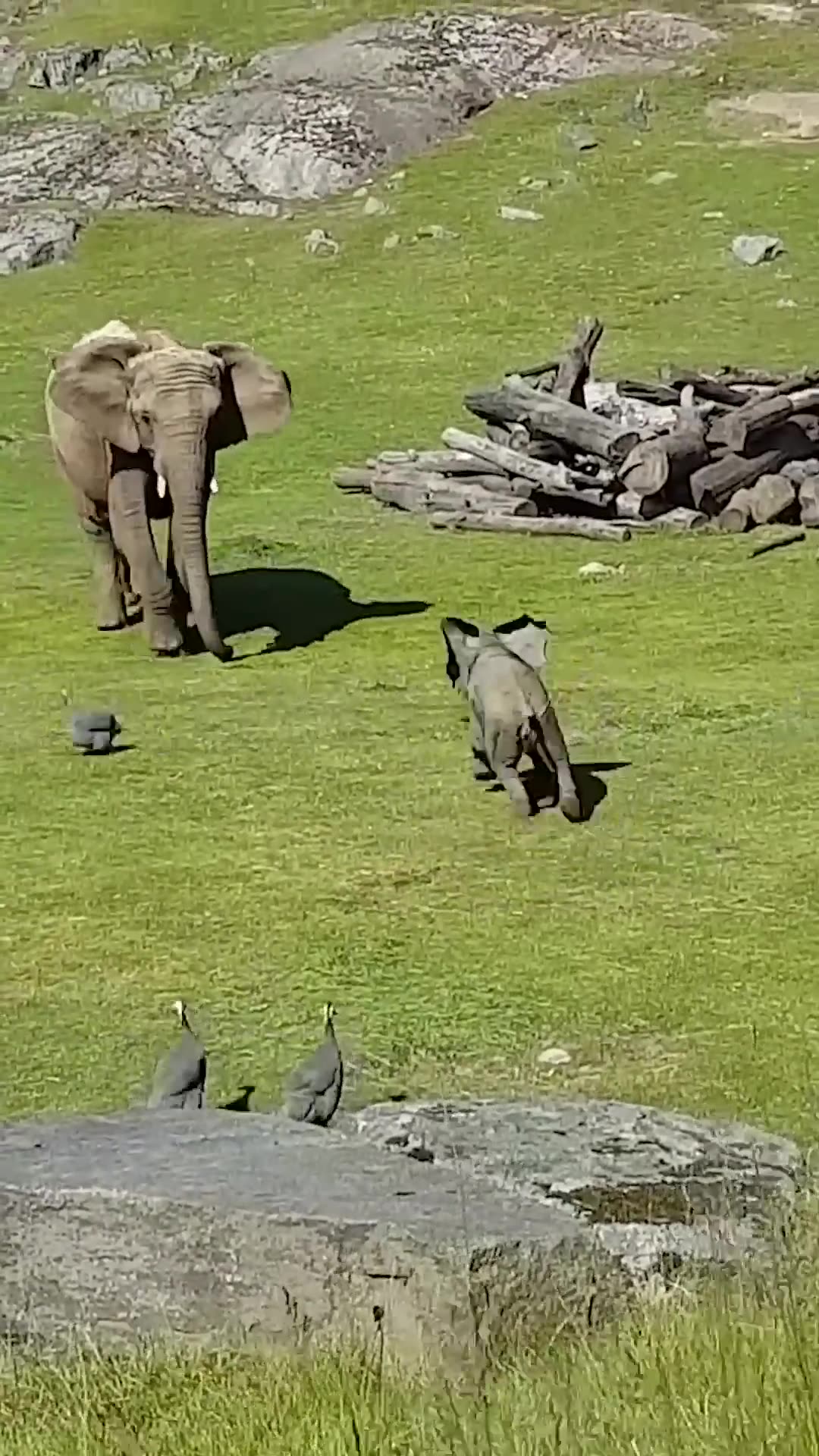 Cute Baby Elephant Trips While Playing With Birds