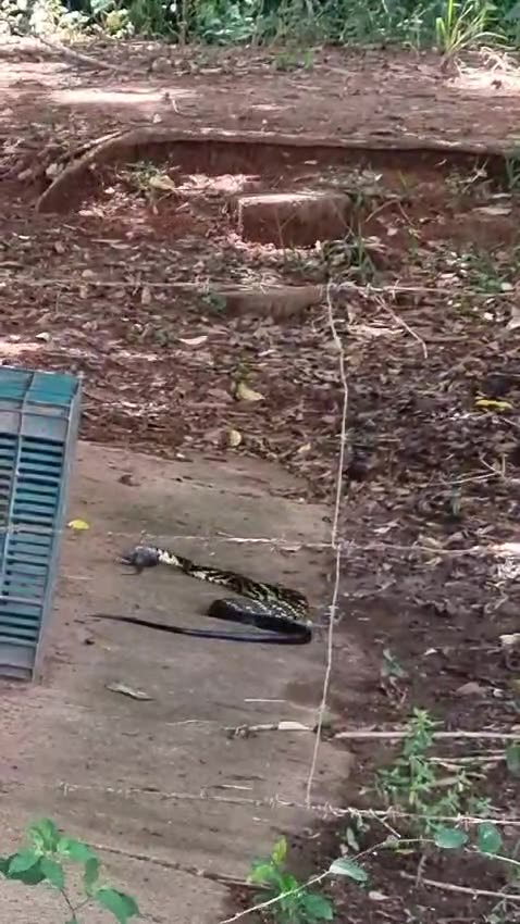 Snake Quickly Strikes Rodent In Rafters